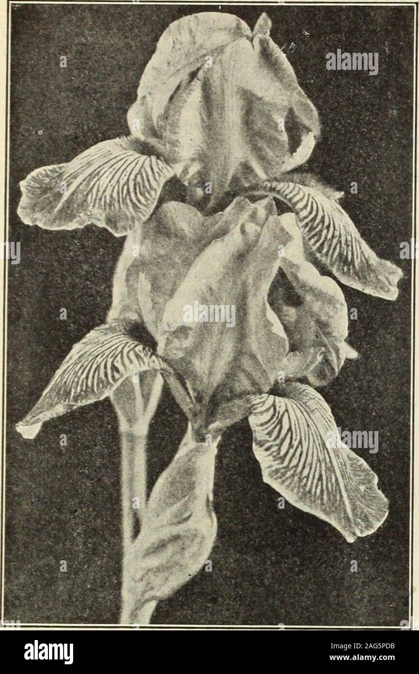 Iris plicata hi-res stock photography and images - Alamy