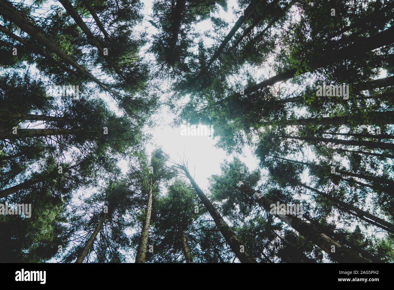 Low angle shot of the beautiful tall trees in a forest with the bright ...