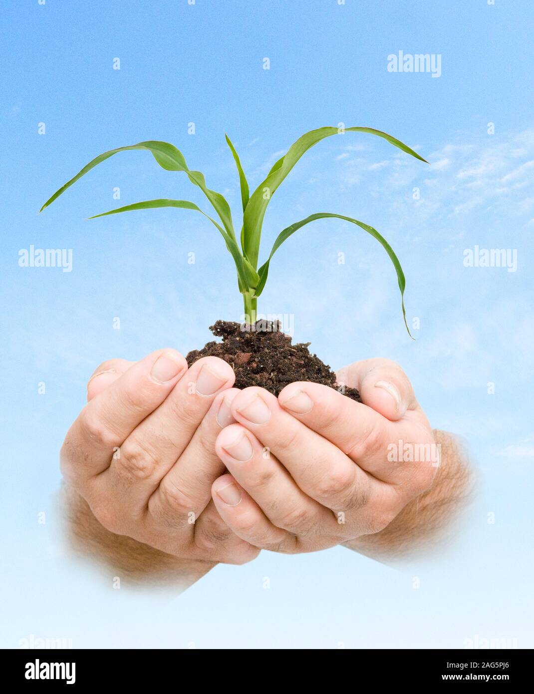 Farmer presenting corn shoot as a gift of agriculture Stock Photo - Alamy