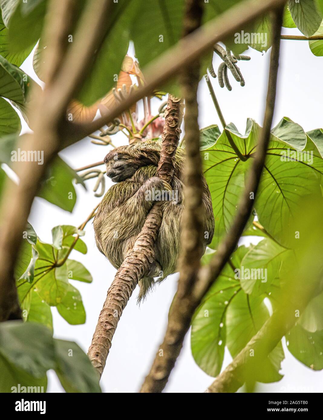 sloth three toe juvenile playful in tree manuel antonio national park ...