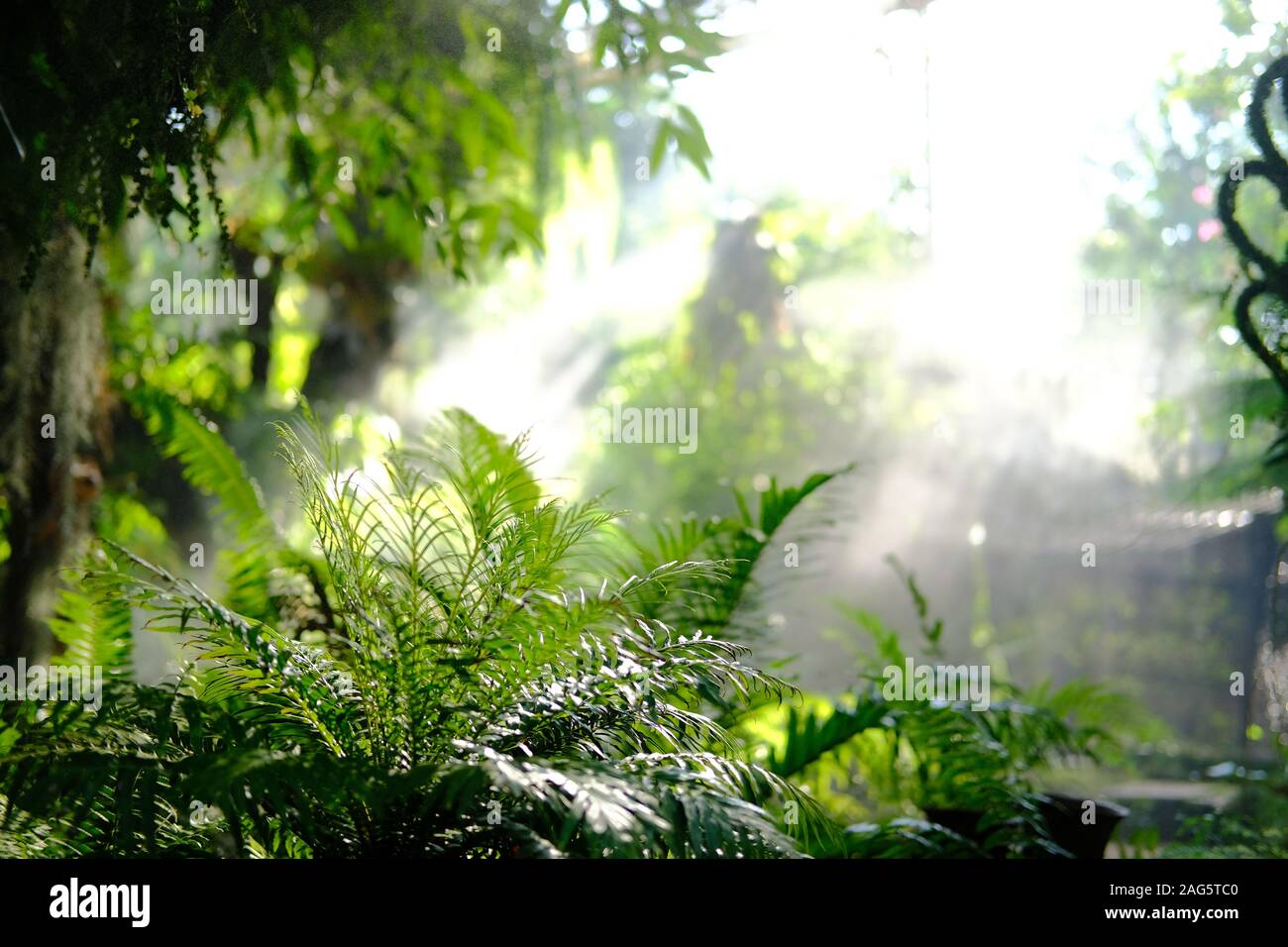 morning sunlight mist fog in park. foggy misty garden. water spraying ...