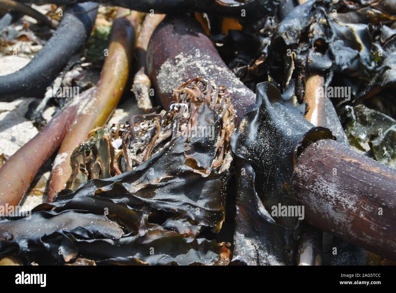 Horns of different sizes hi-res stock photography and images - Alamy