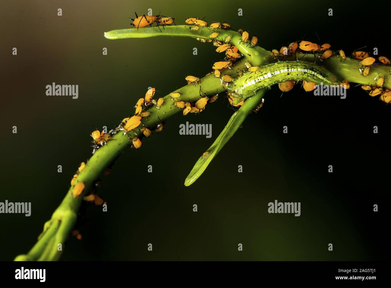 Hover fly Syrphidae,larva feeding on milkweed aphids Aphis nerii Stock ...