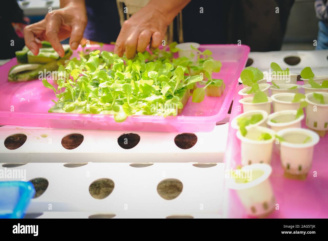 lettuce seedling sprout in greenhouse in hydroponic farm Stock Photo ...