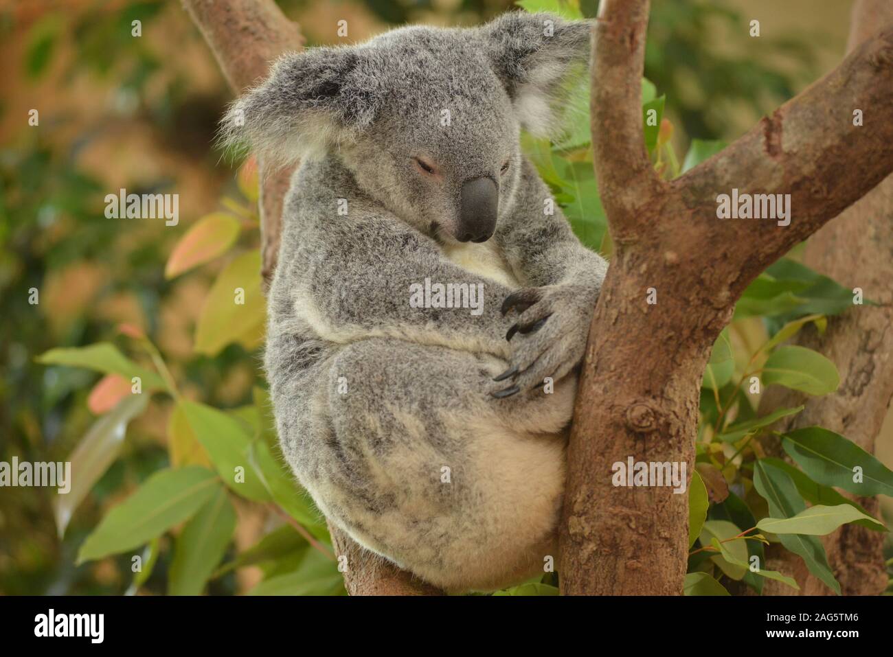 Kwala hi-res stock photography and images - Alamy