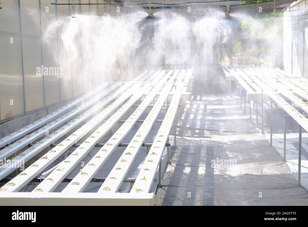 water spraying from sprinkler on lettuce salad vegetable growing in ...