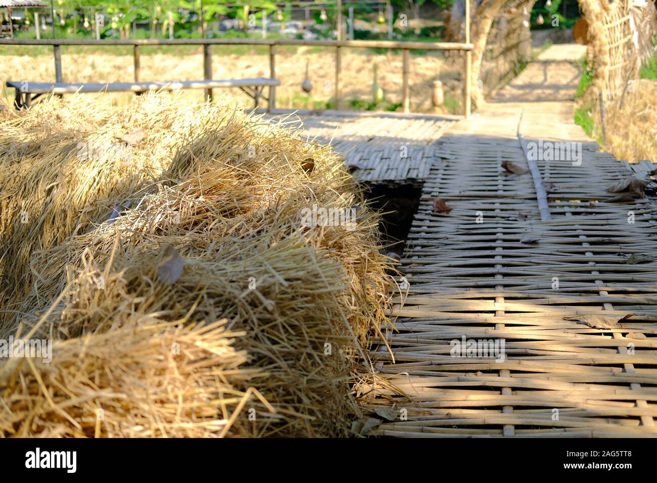 wooden footbridge in rice straw hay paddy field after harvesting Stock ...