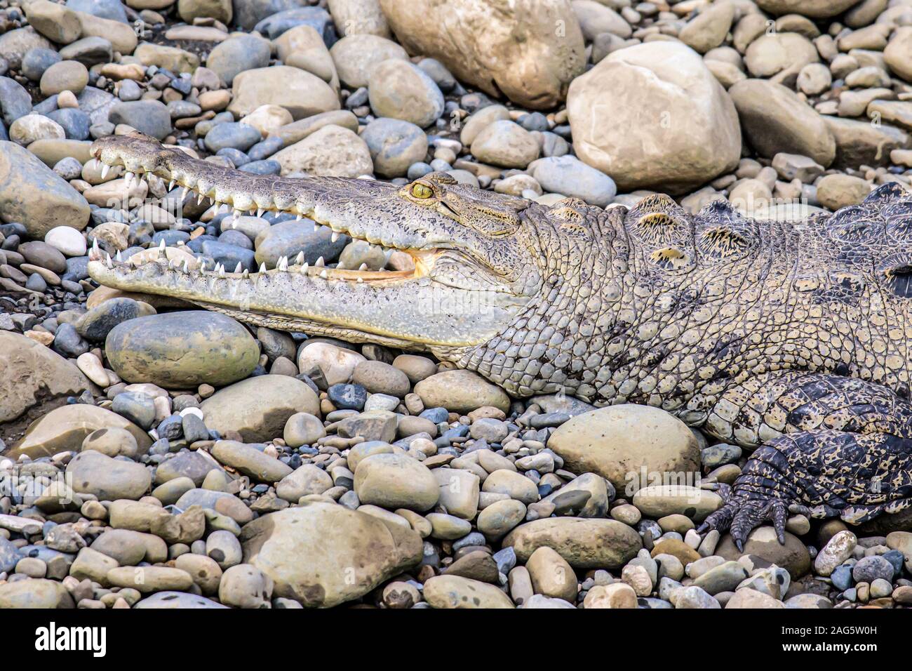 Caiman Crocodile resting at the riverbank of the Sierpe Mangrove ...