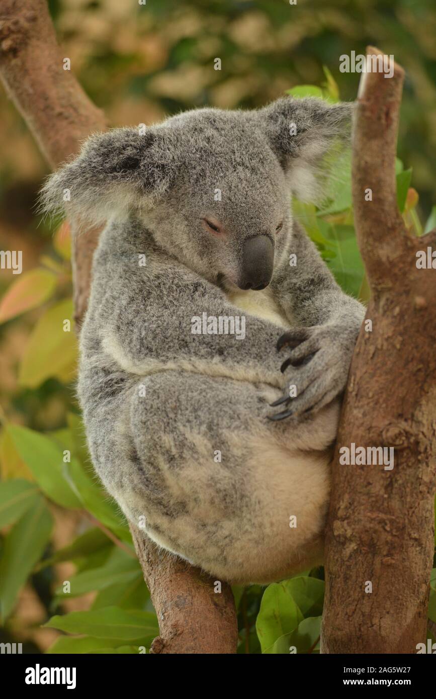 Kwala hi-res stock photography and images - Alamy