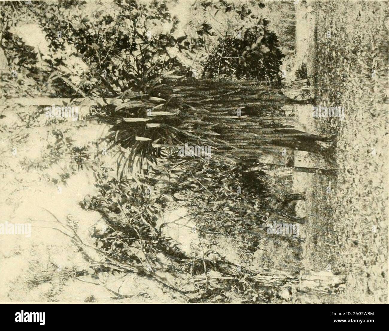 . A year of Costa Rican natural history. parts of the head—the labrum ...