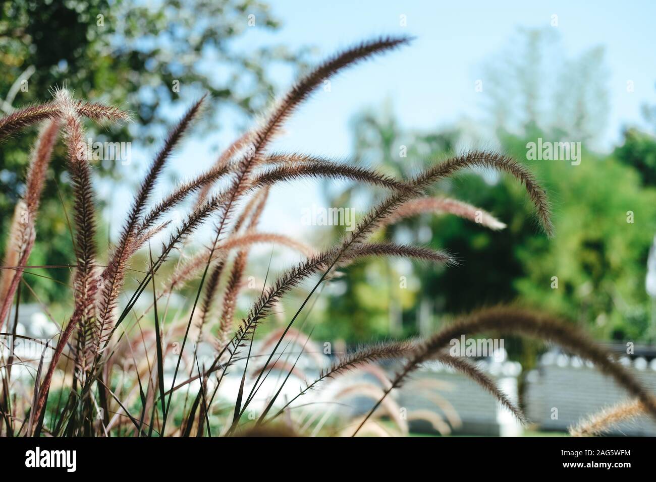 red grass flower plant field in garden park Stock Photo - Alamy