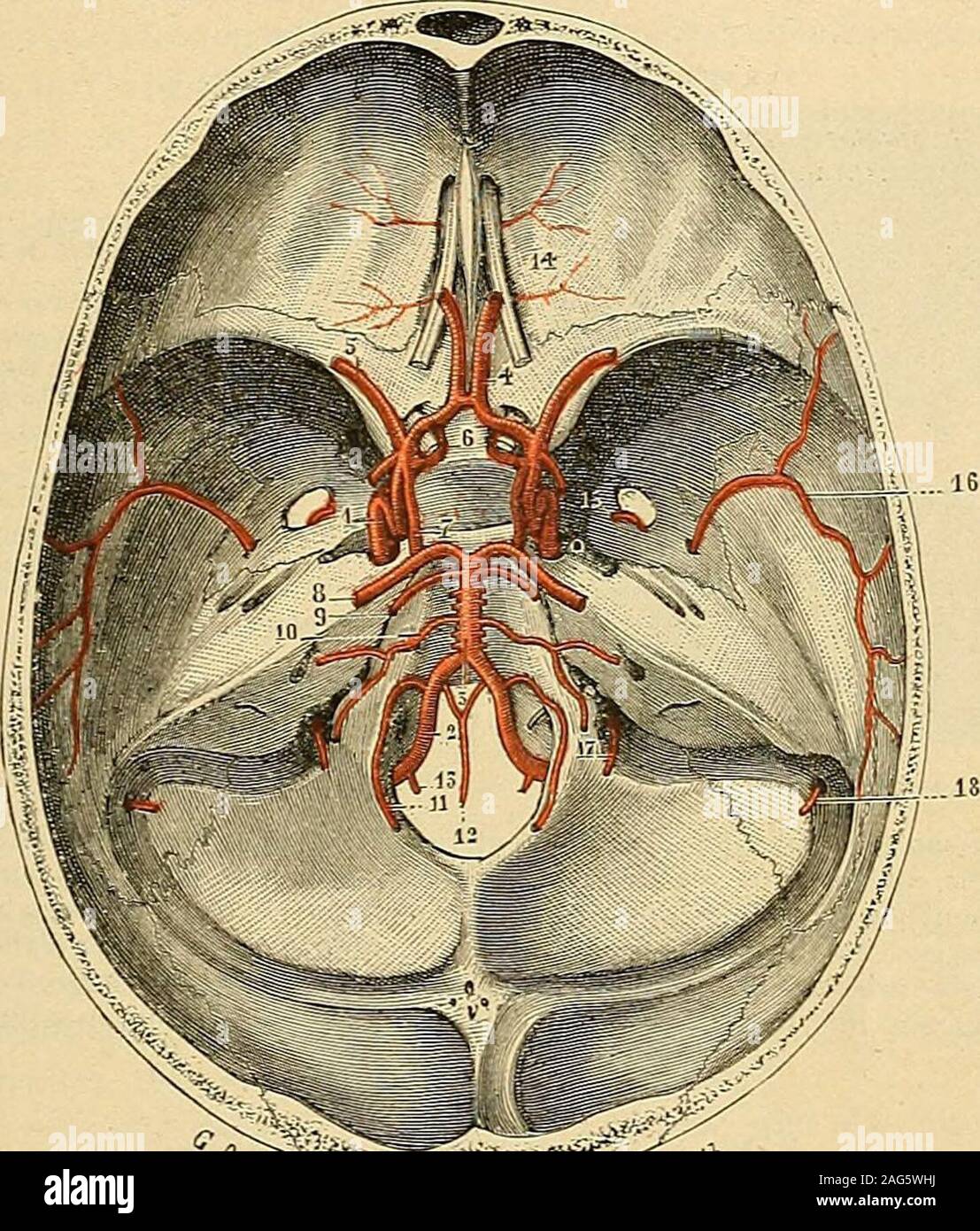 Carotide interne anatomie hi-res stock photography and images - Alamy
