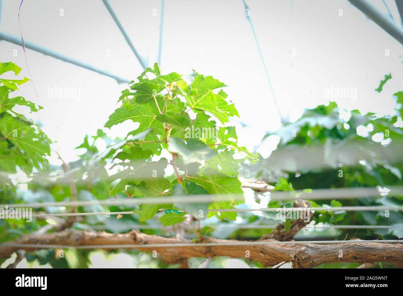 grape plant growing in farm. viticulture farming Stock Photo - Alamy
