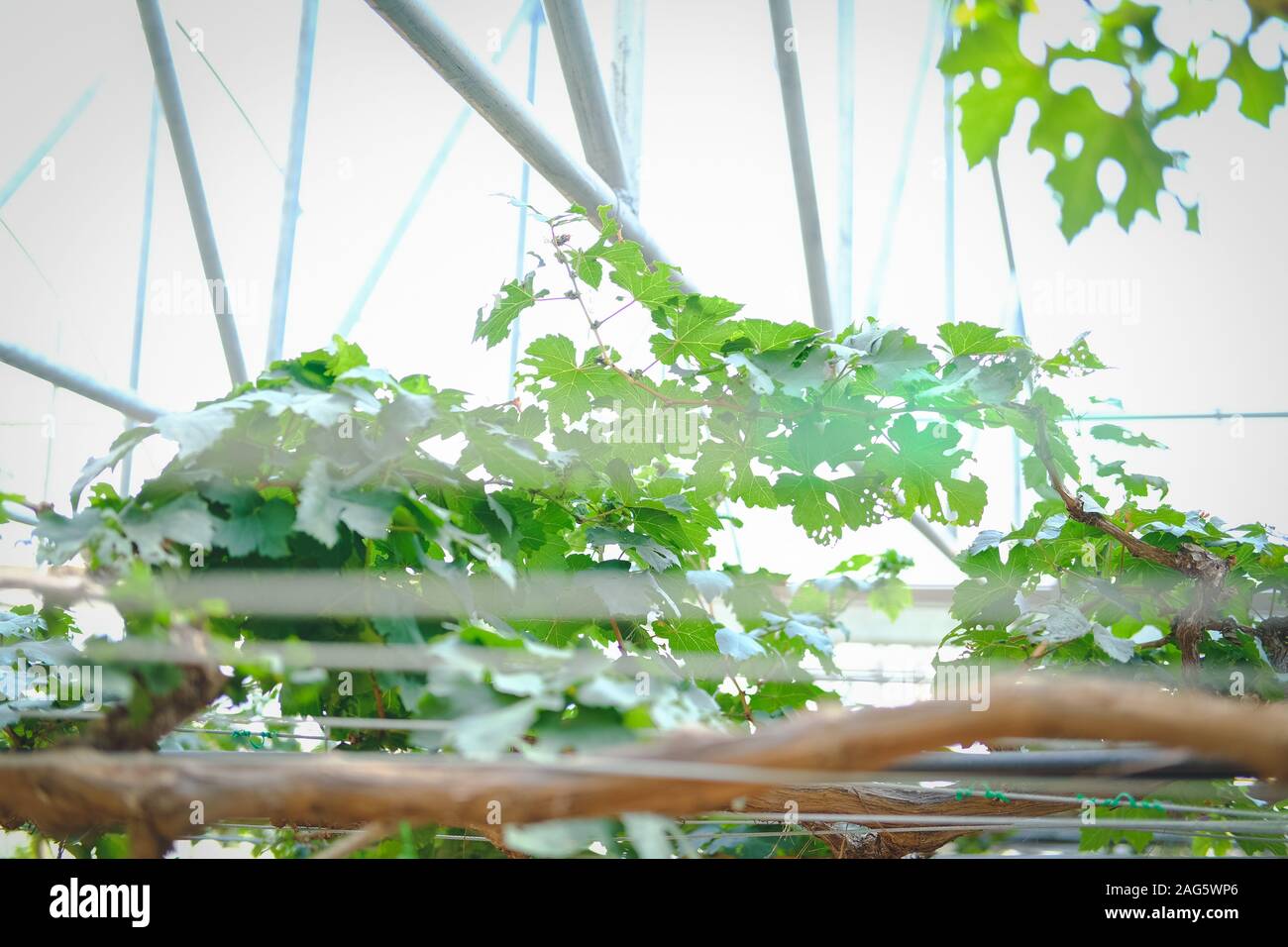 grape plant growing in farm. viticulture farming Stock Photo - Alamy