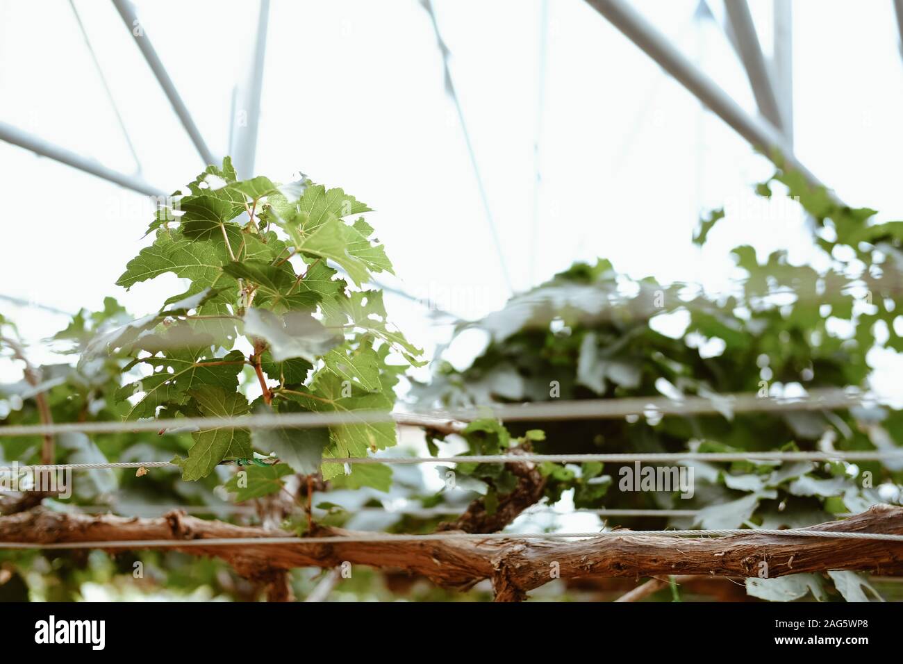 Grape plant growing hi-res stock photography and images - Alamy