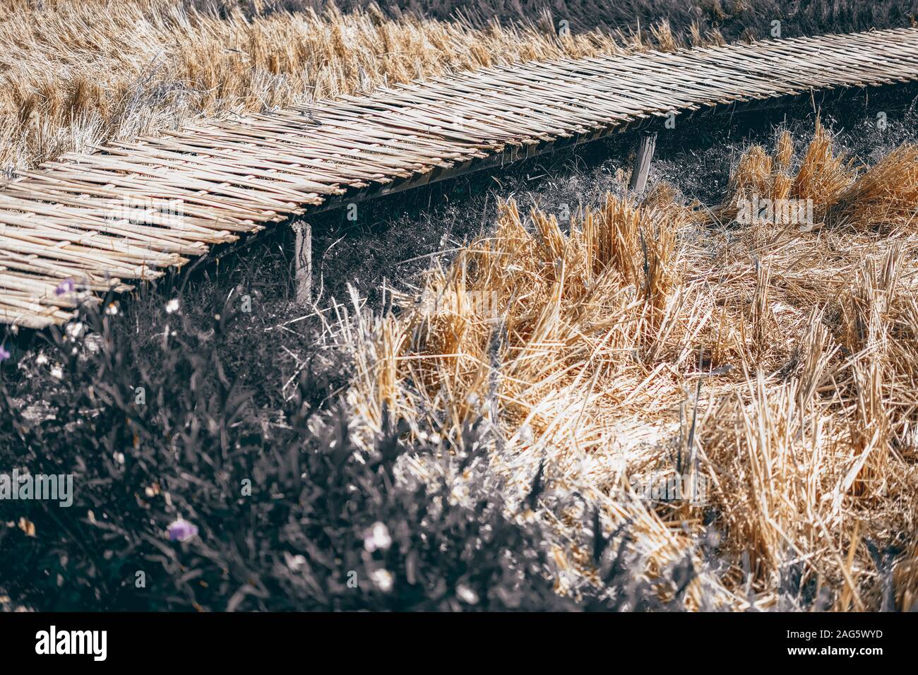 wooden footbridge in rice straw hay paddy field after harvesting Stock ...