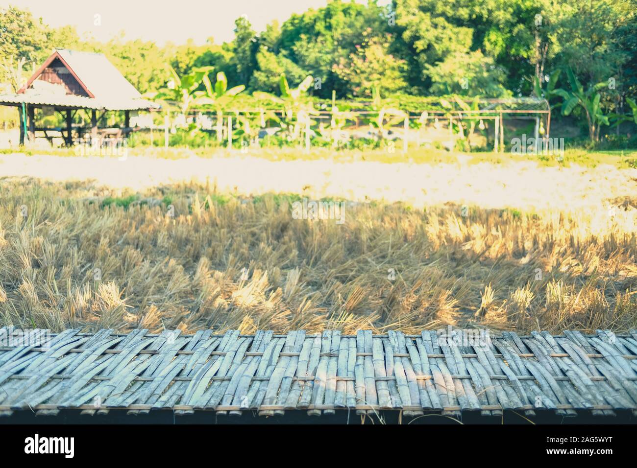 wooden footbridge in rice straw hay paddy field after harvesting Stock ...
