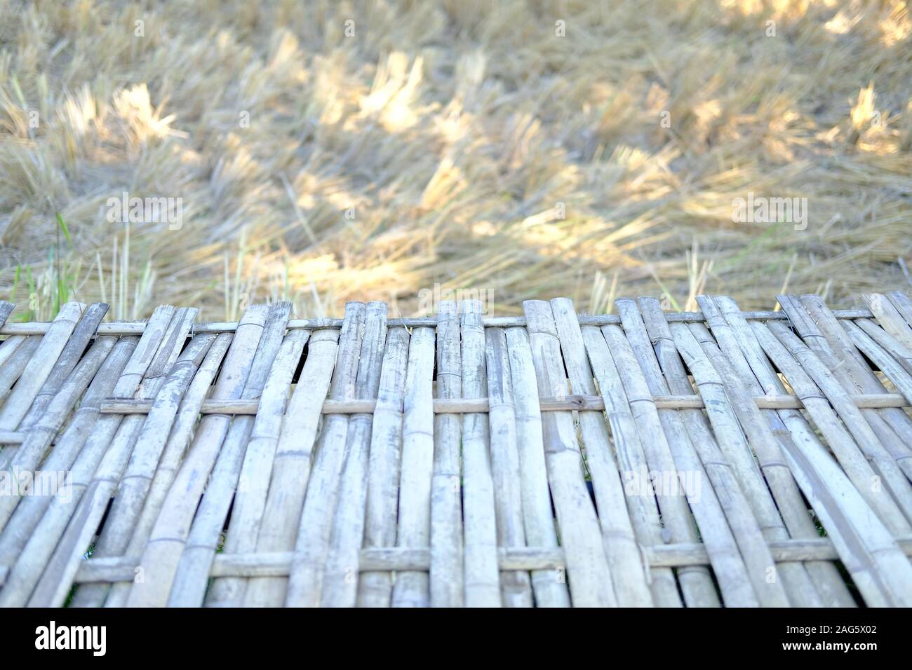 wooden footbridge in rice straw hay paddy field after harvesting Stock ...