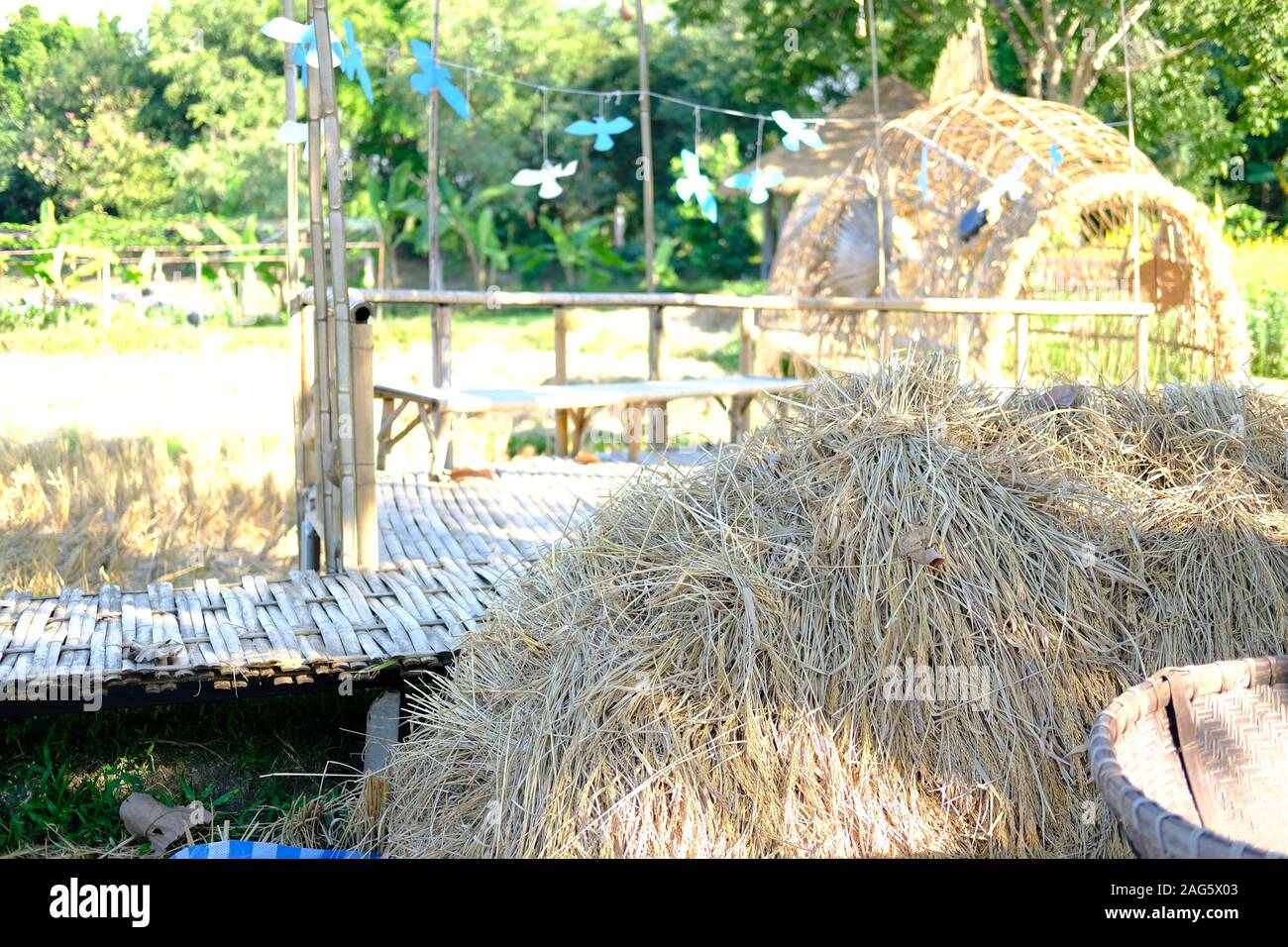 rice straw hay in paddy field after harvesting Stock Photo - Alamy