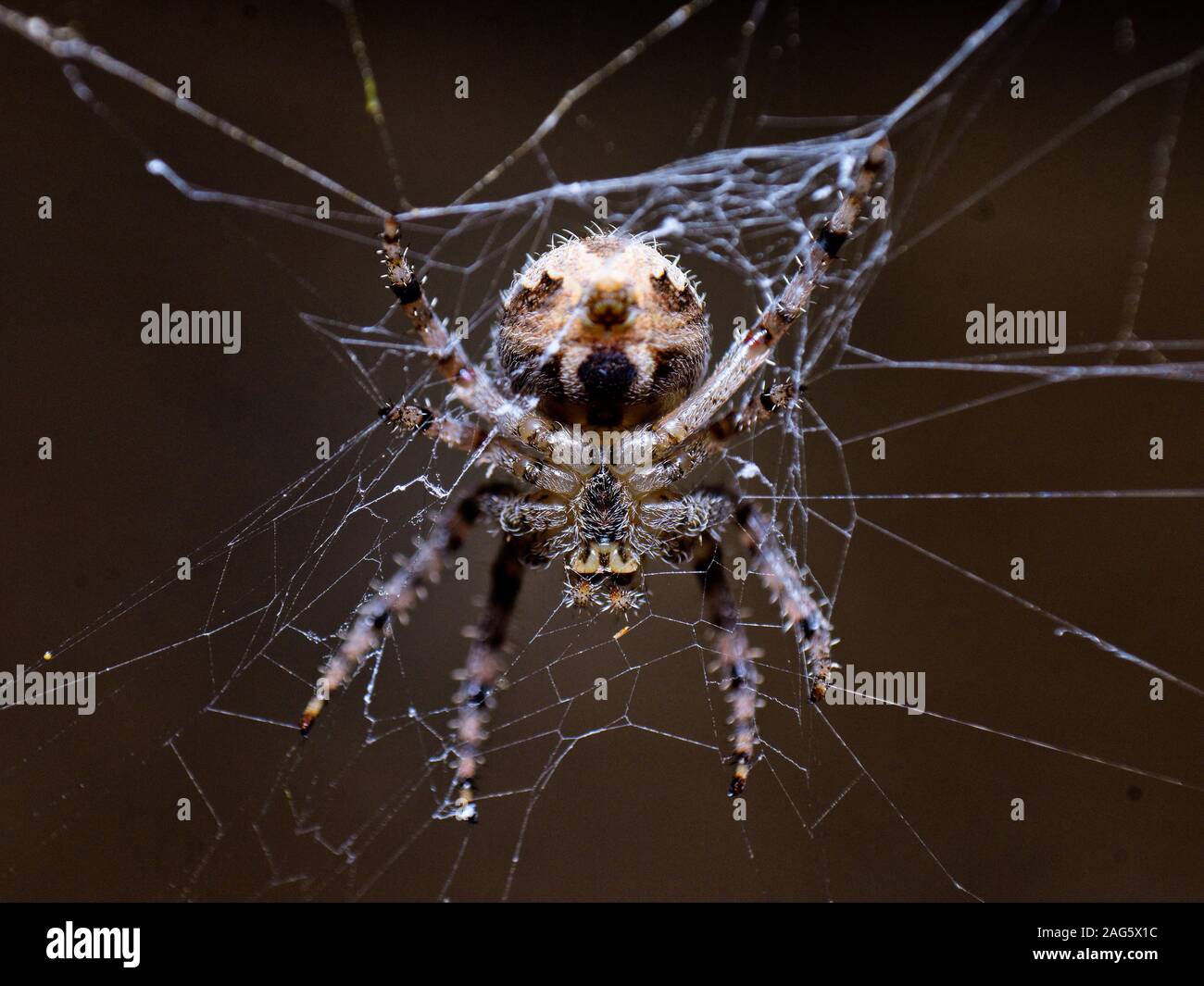 Spider on web Stock Photo - Alamy