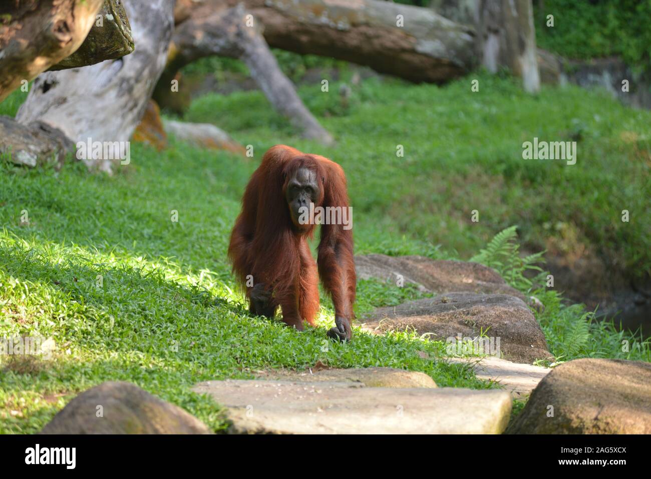 With his dog pongo hi-res stock photography and images - Alamy
