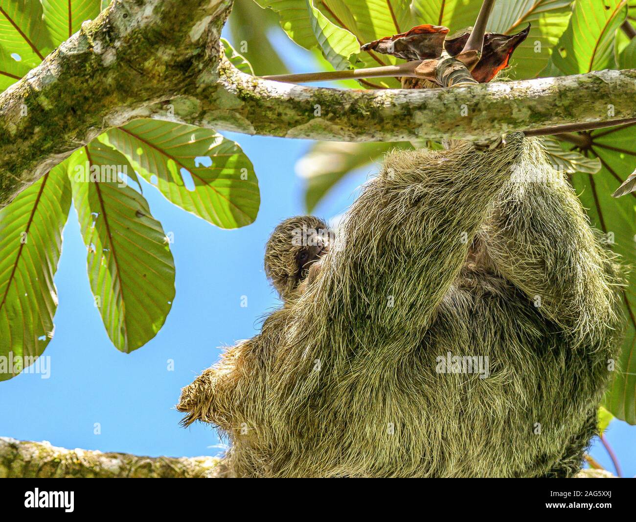 A brown throated 3 toed sloth hanging i a tree with a Baby in Costa ...