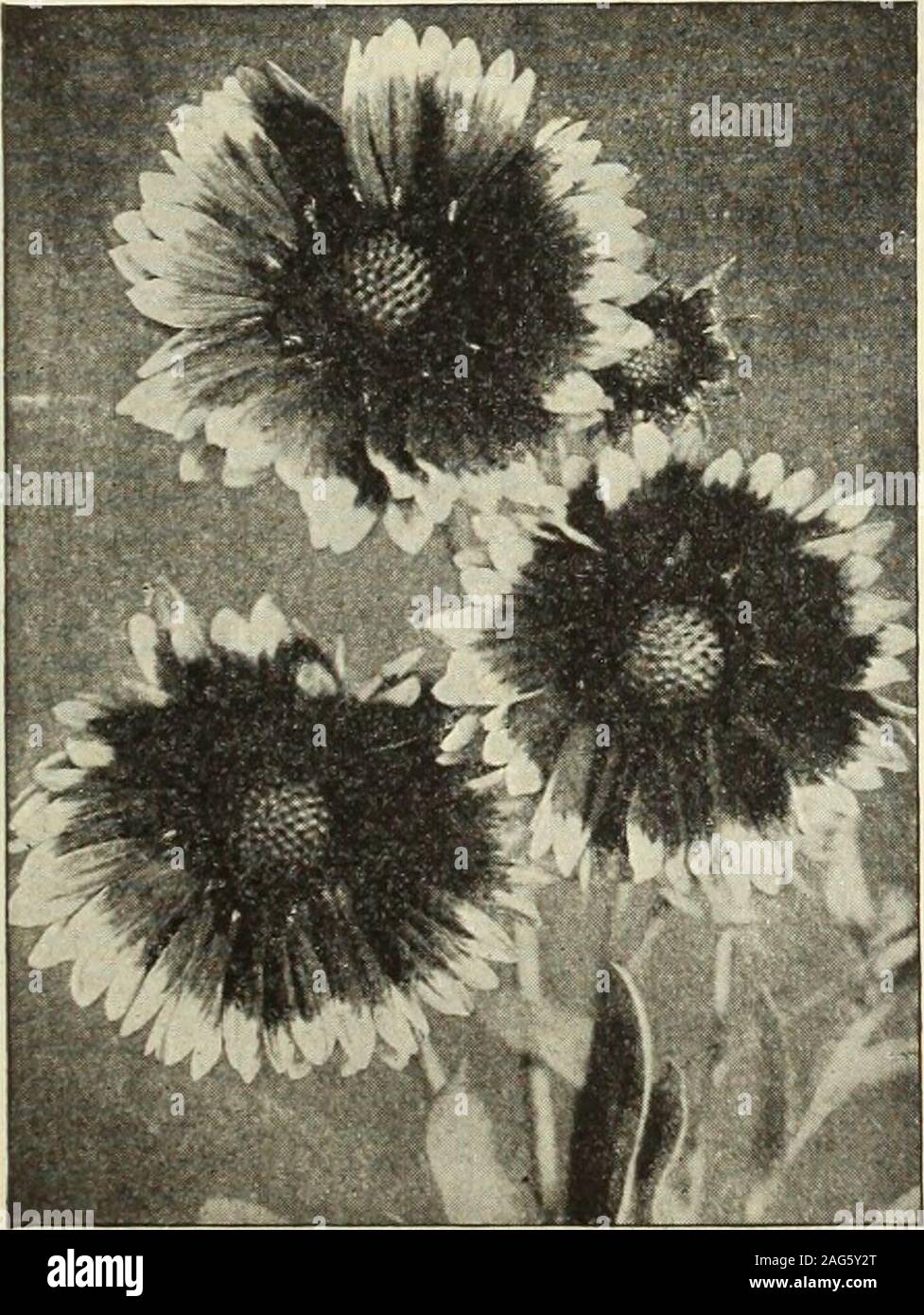 . Dreer's 1913 garden book. to be appreciated.Scolopendrium officinarum ...