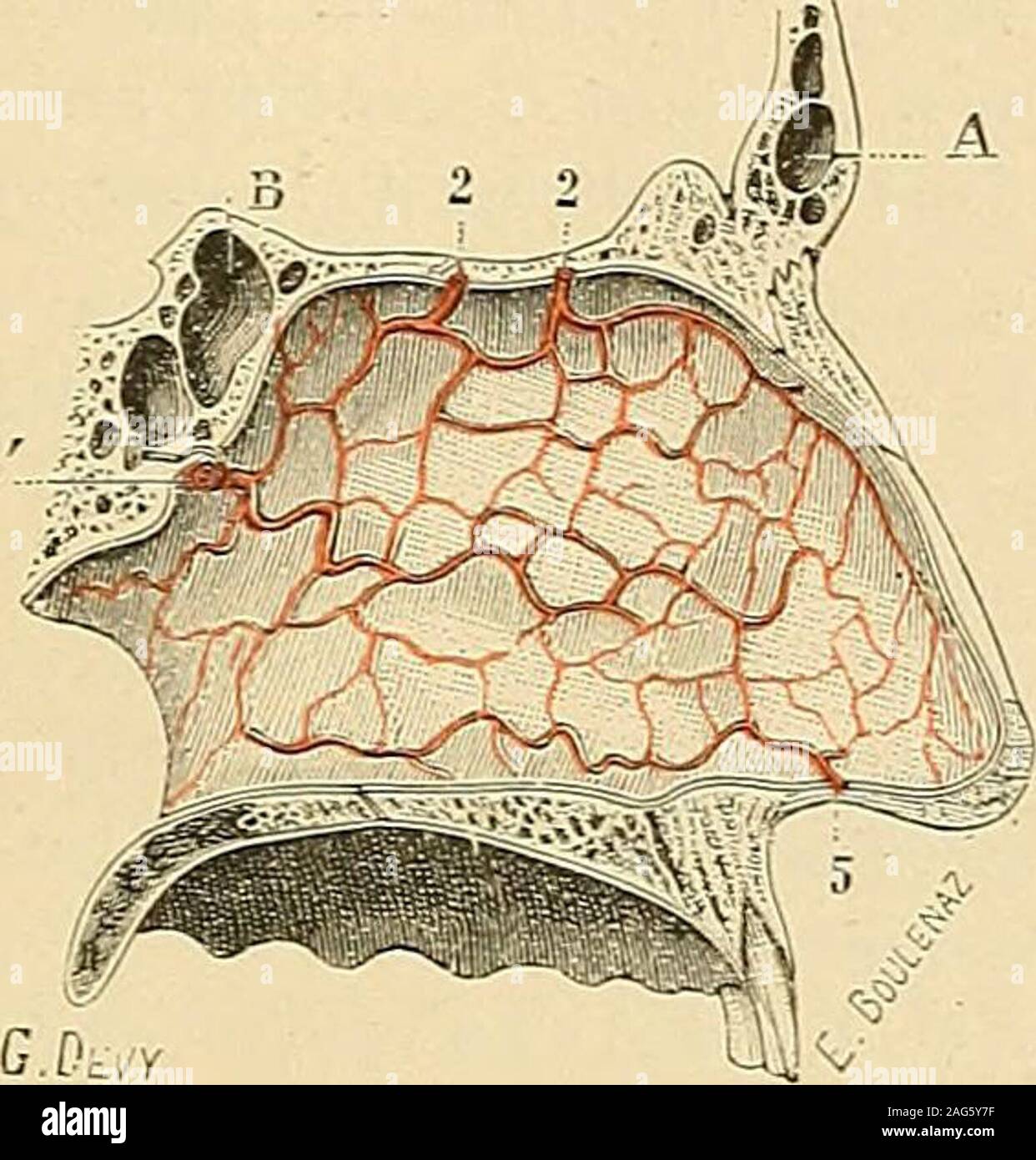 Anatomie du nez et des sinus hi-res stock photography and images - Alamy