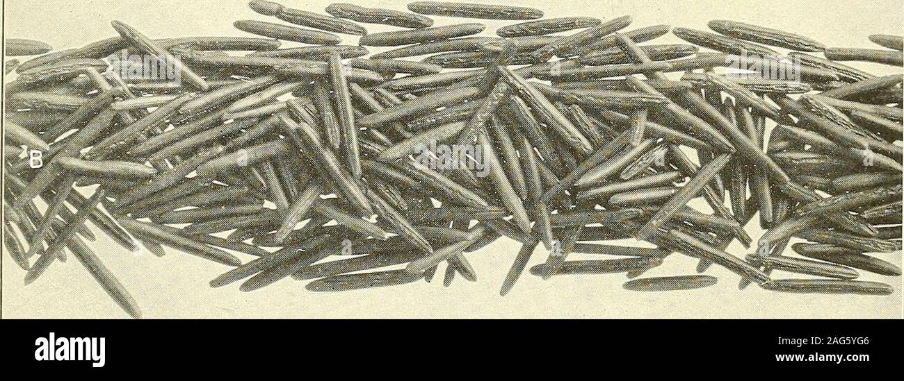 . Wild rice : its uses and propagation. i,L i ;&** Stock Photo - Alamy