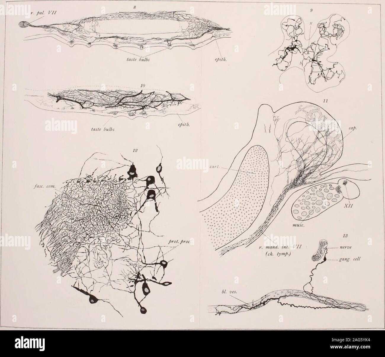 . Journal of morphology. 222 STRONG. EXPLANATION OF PLATE VIIL Fig. 8 ...