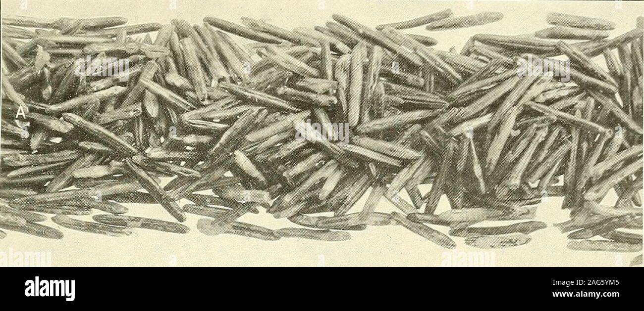 . Wild rice : its uses and propagation. Fig. 2.—Freshly Gathered Wild ...