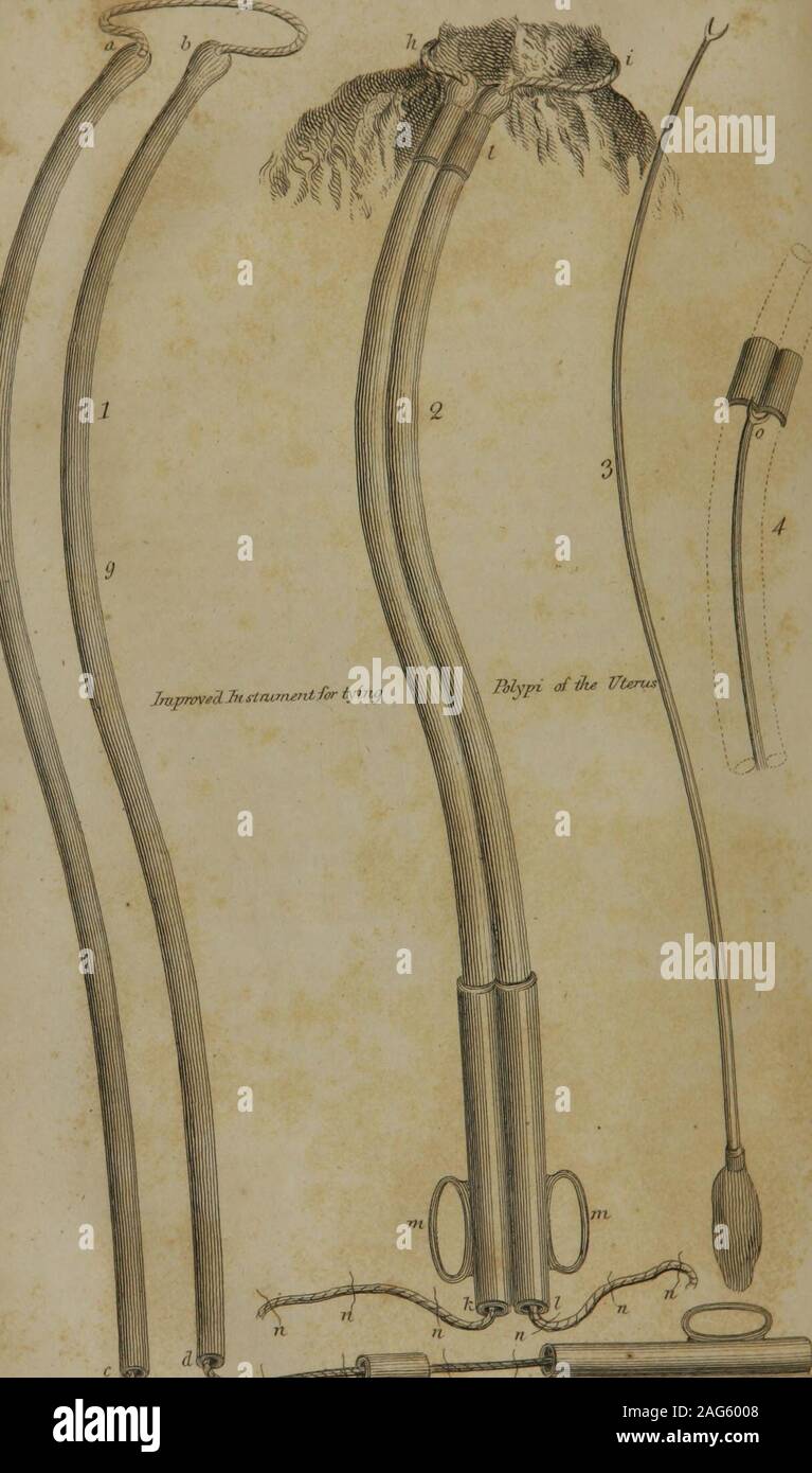 Polypi hi-res stock photography and images - Alamy