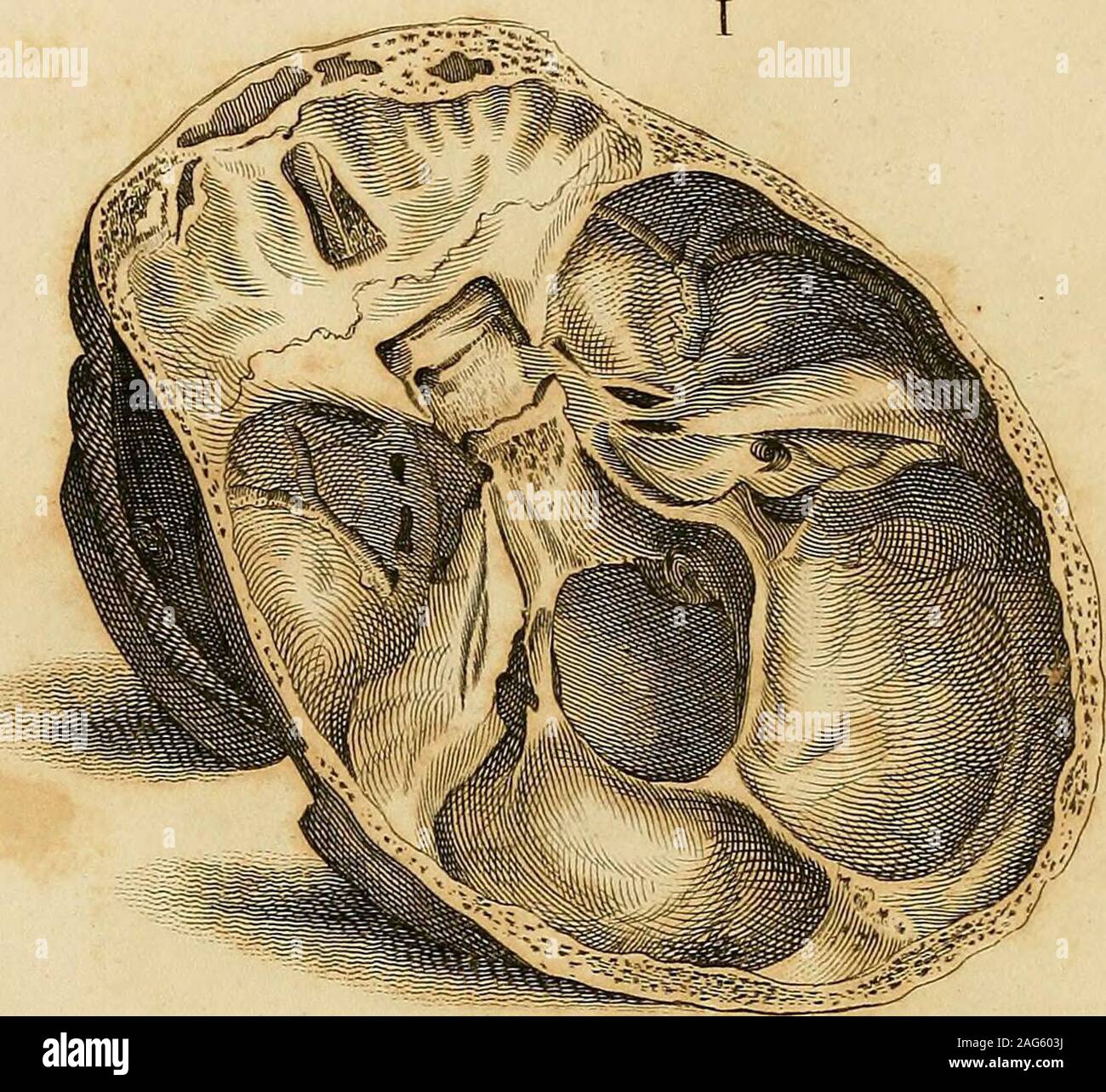 Bell joints hi-res stock photography and images - Alamy