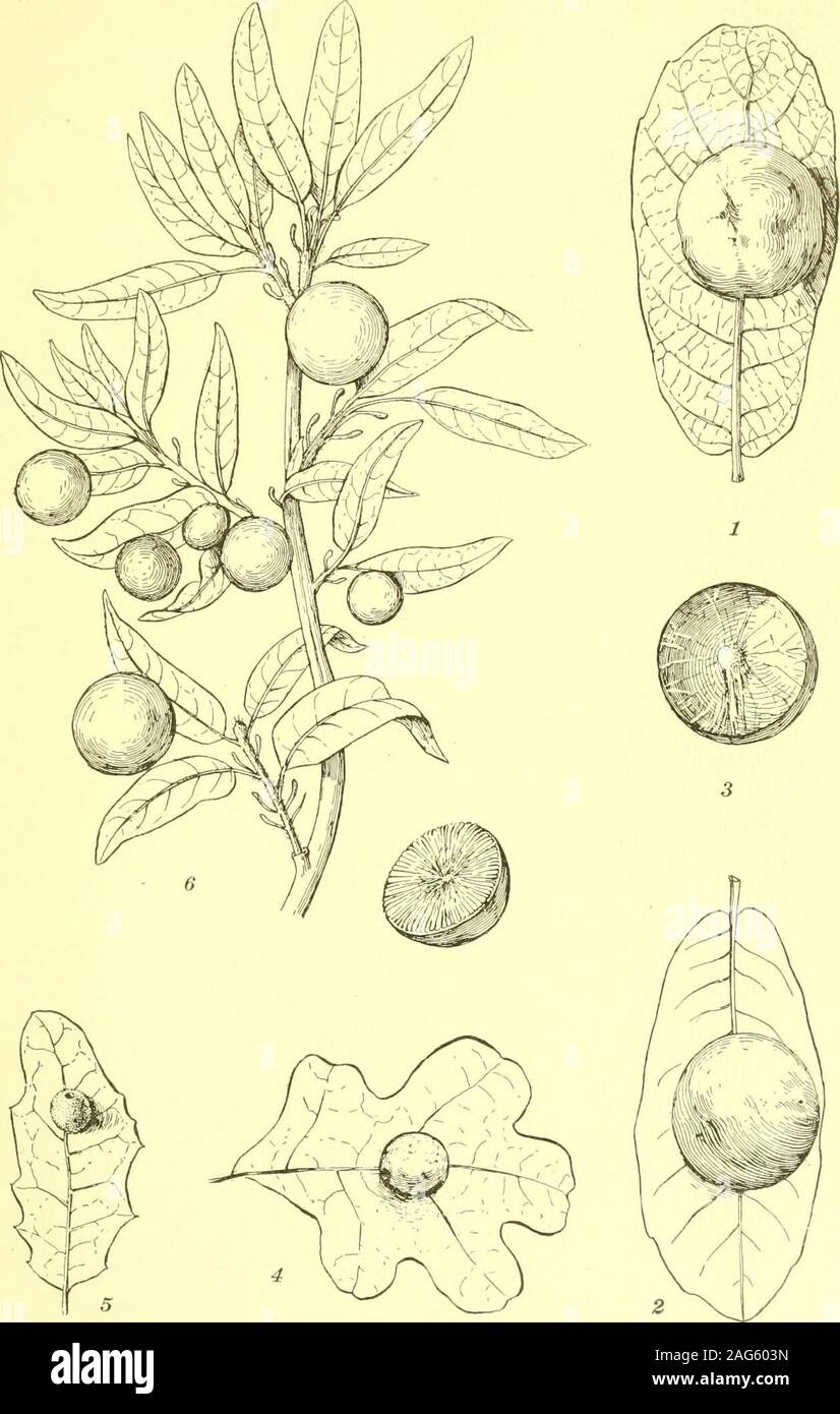 Globose shell hi-res stock photography and images - Alamy