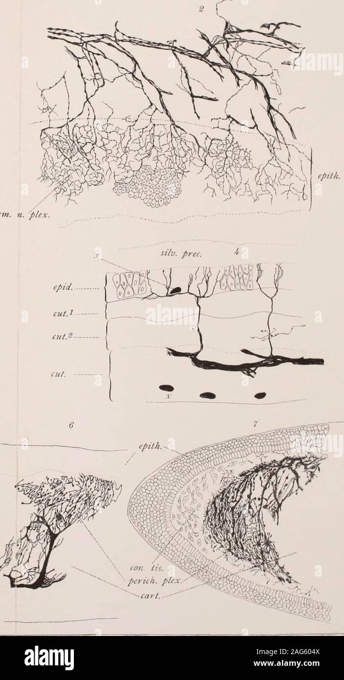 Vertical transverse section hi-res stock photography and images - Alamy