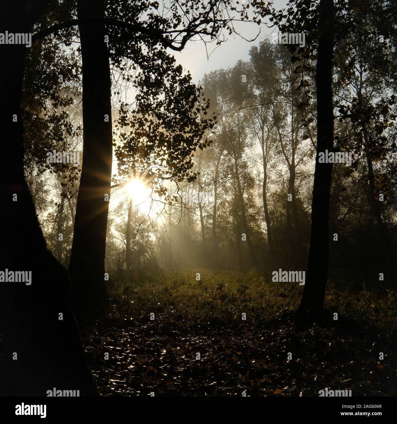 Vertical shot of the sun rising over a forest through the tall trees ...