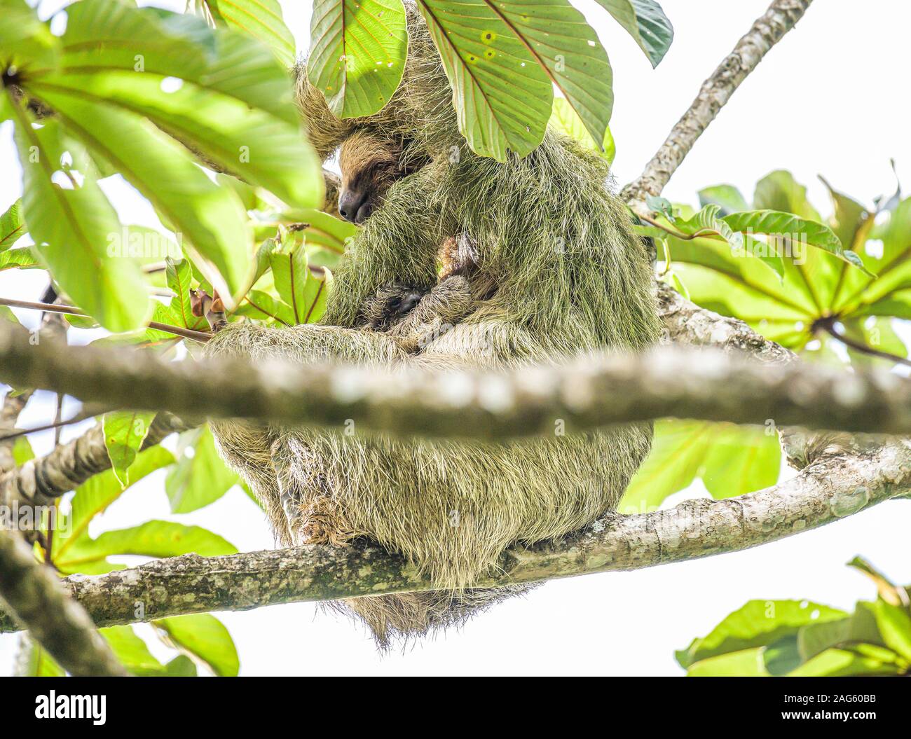 A brown throated 3 toed sloth hanging i a tree with a Baby in Costa ...