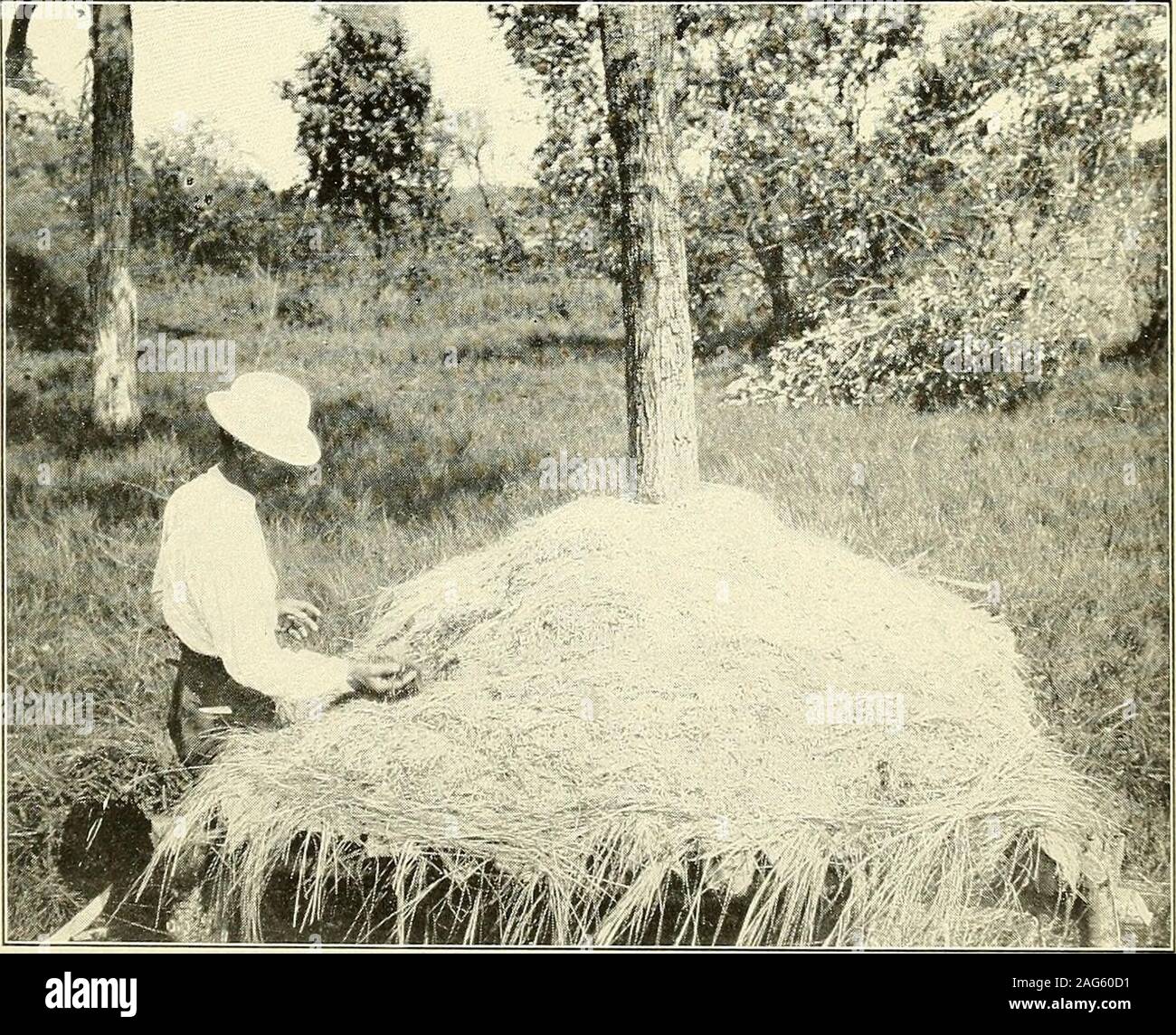 . Wild rice : its uses and propagation. Fig. 1.—Indian Woman Parching ...