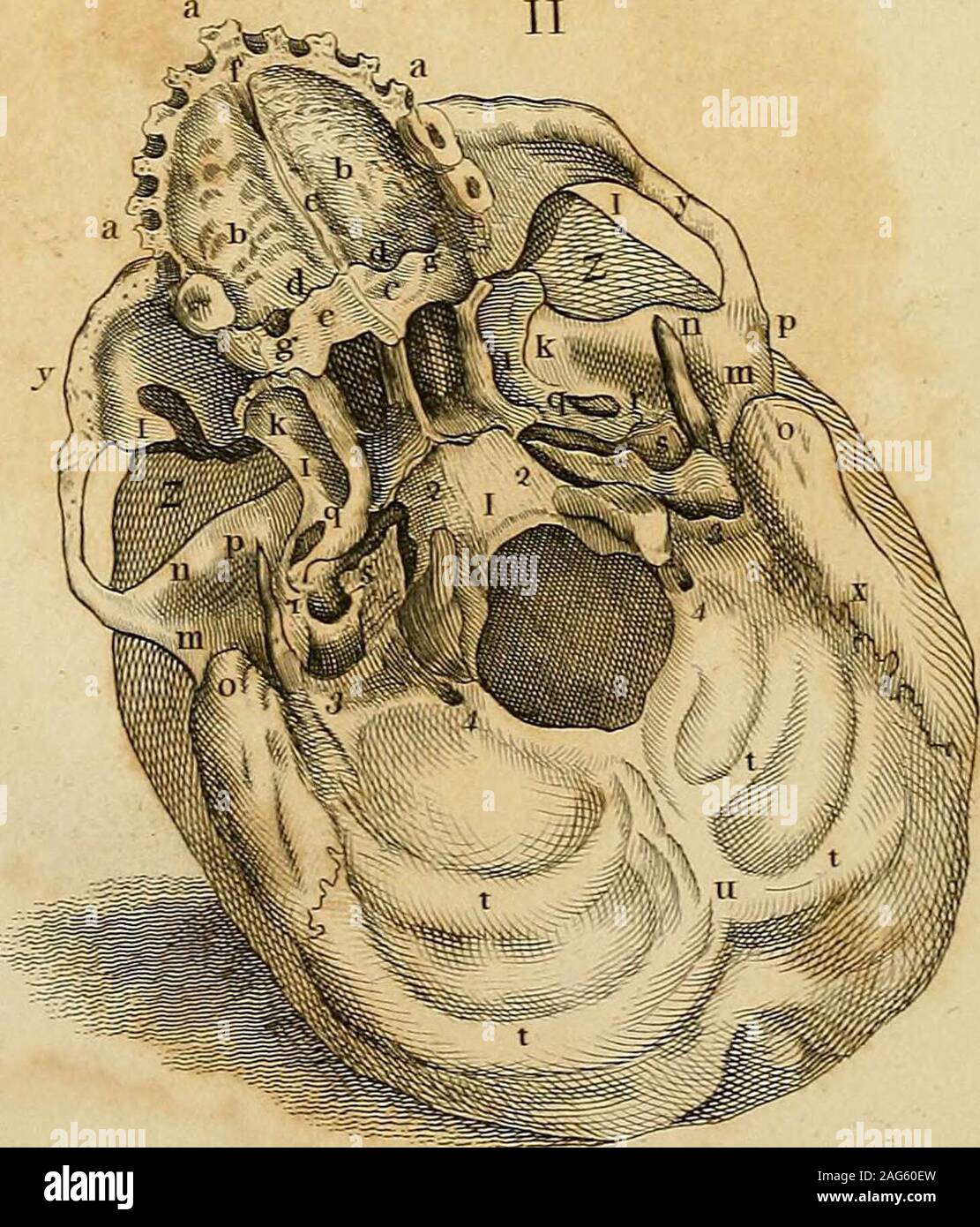 Bell joints hi-res stock photography and images - Alamy