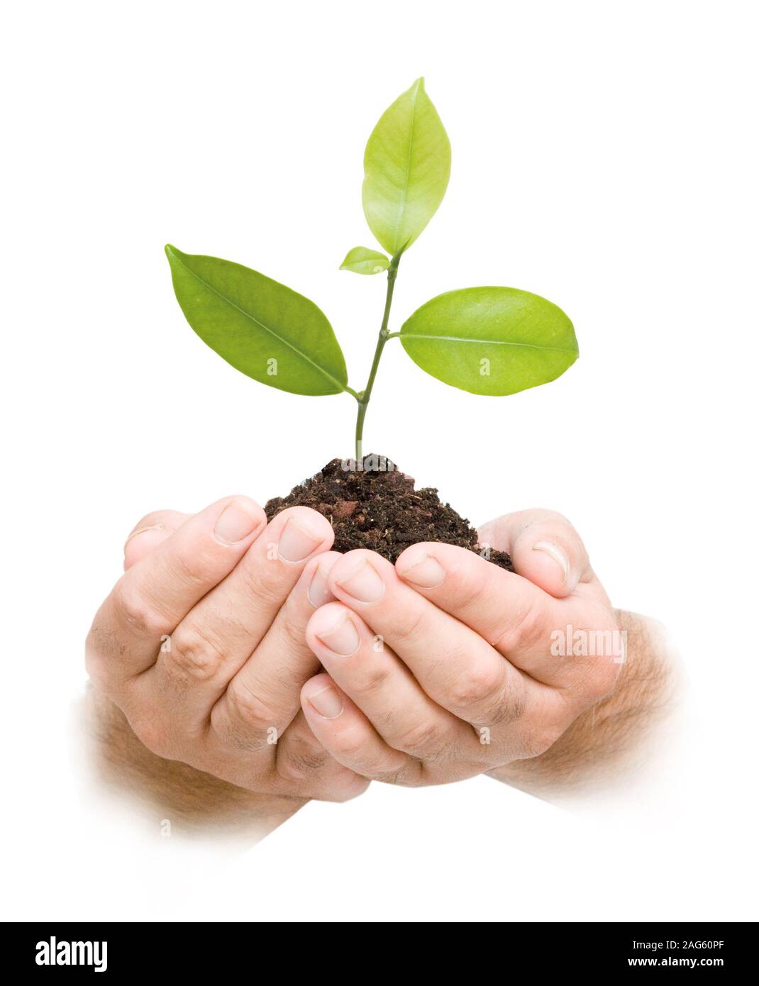 Tree sprout in hands Stock Photo - Alamy