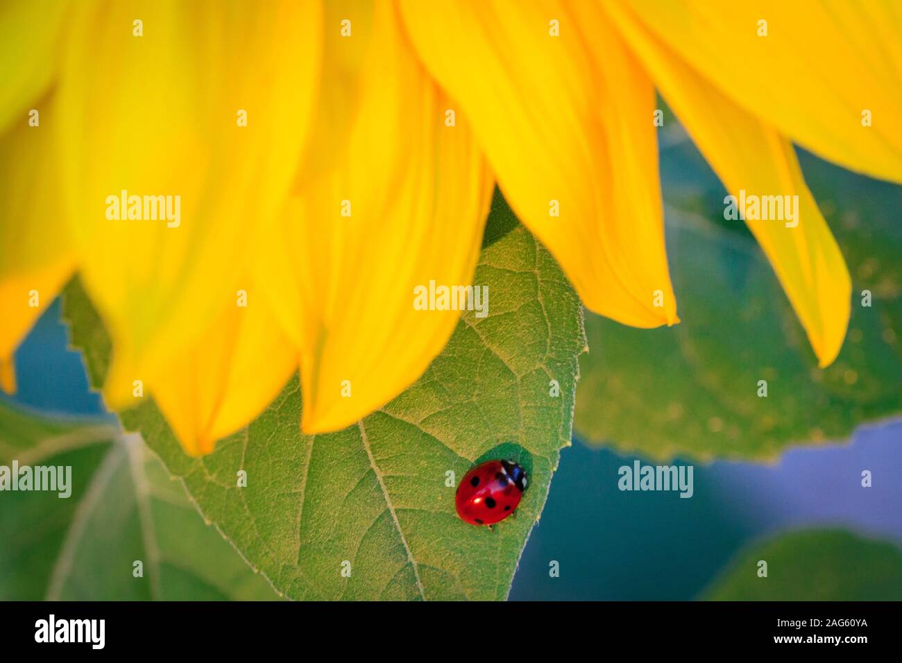 Macro of ladybug on a blade of sunflower n the morning sun Ladybug ...