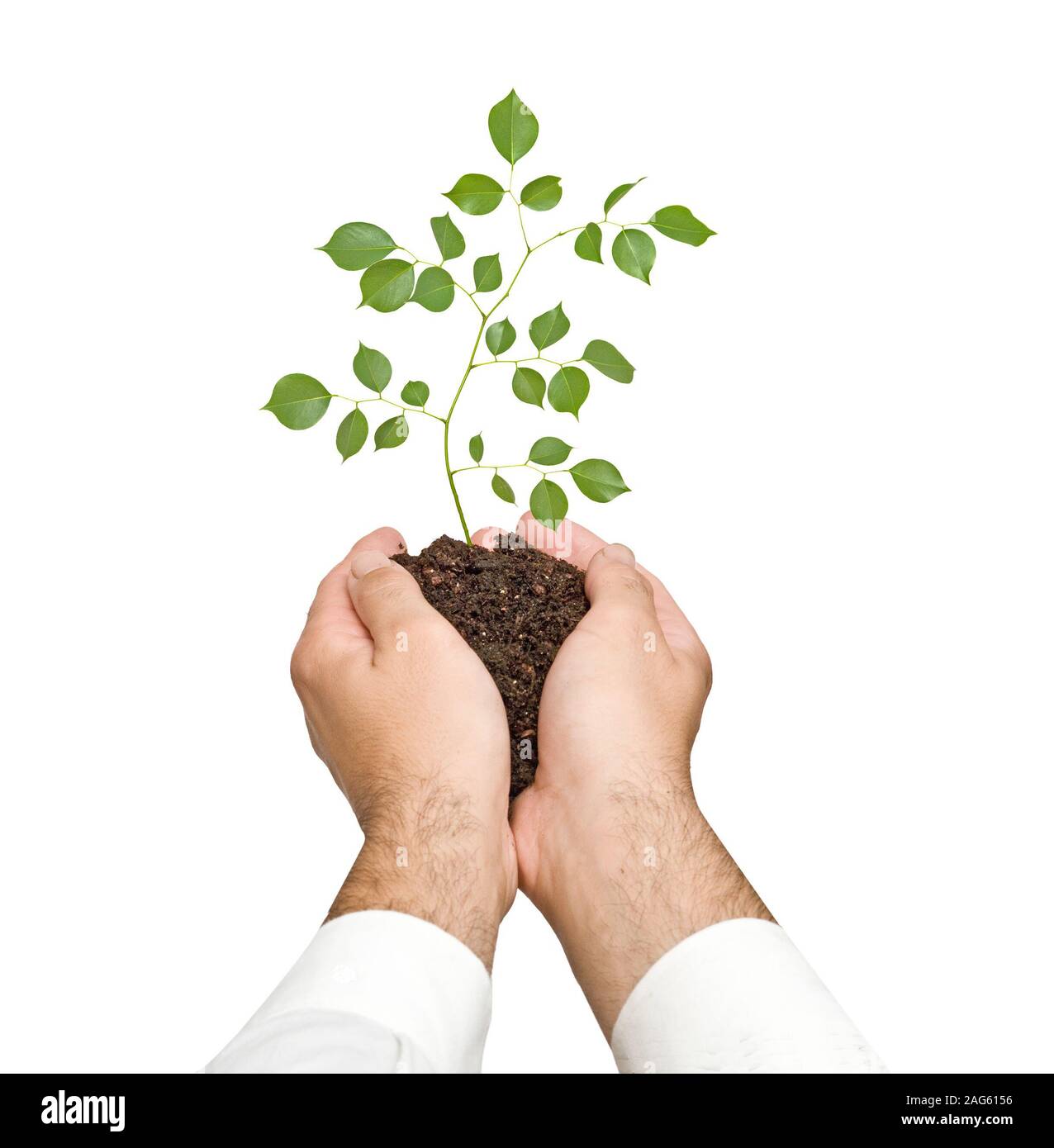 Tree shoot in hand as a symbol of nature potection Stock Photo - Alamy