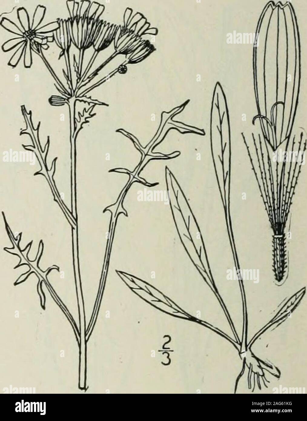 Squaw weed hi-res stock photography and images - Alamy