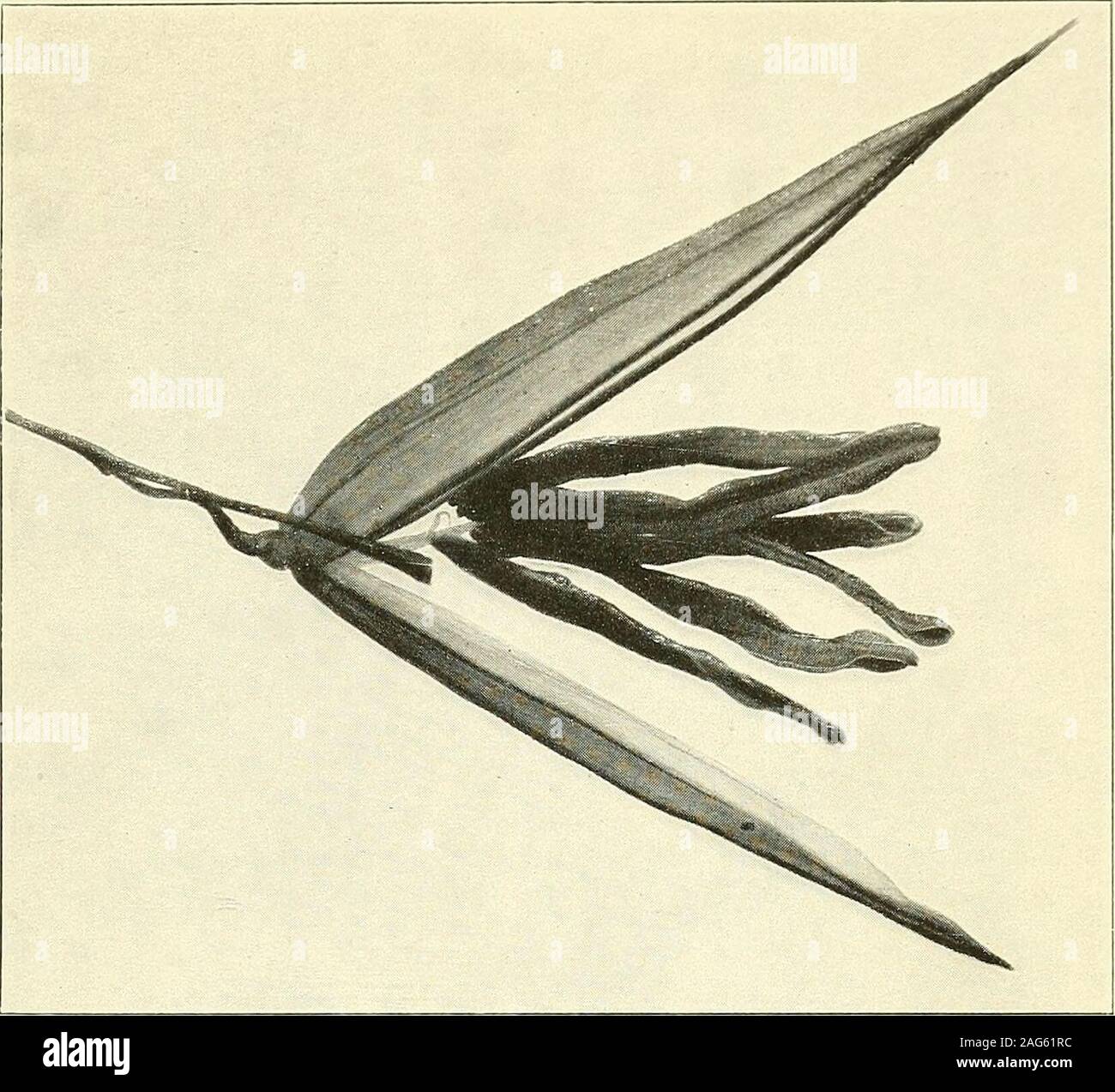 . Wild rice : its uses and propagation. Fig. 1.—Young Stems of Wild ...