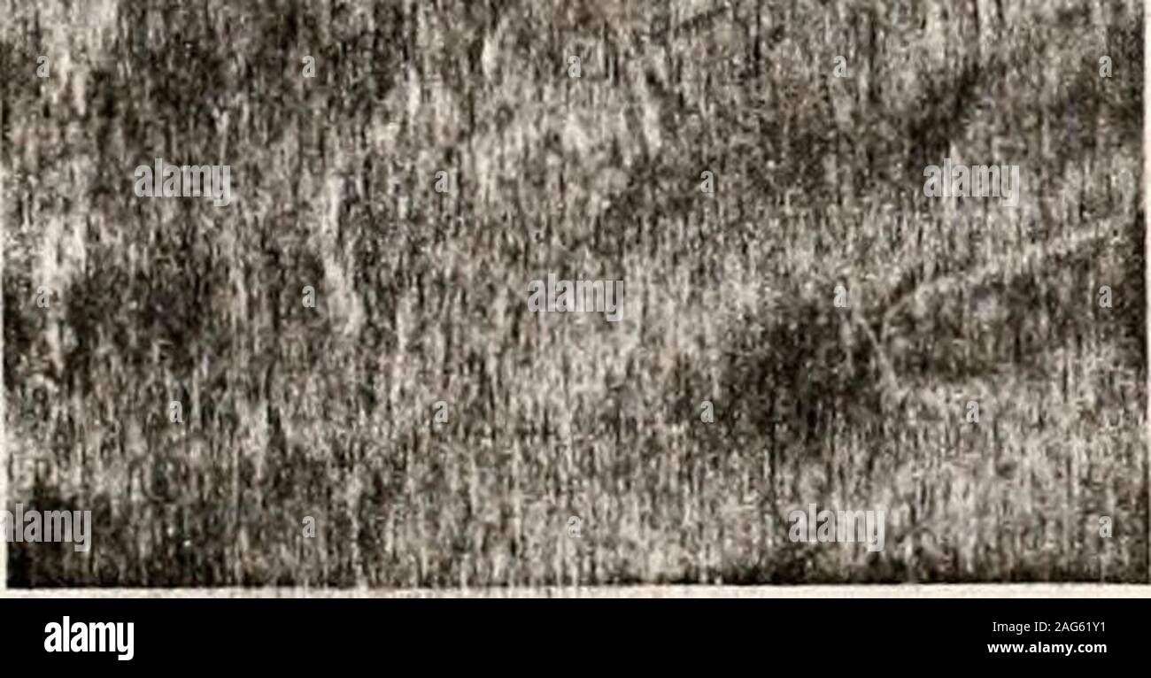 . Lineage and tradition of the family of John Springs III. 1)1 ...