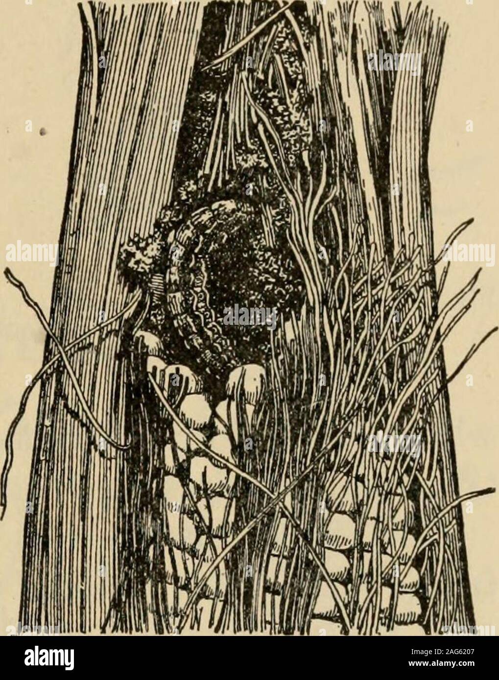 Ticks on cattle hi-res stock photography and images - Alamy