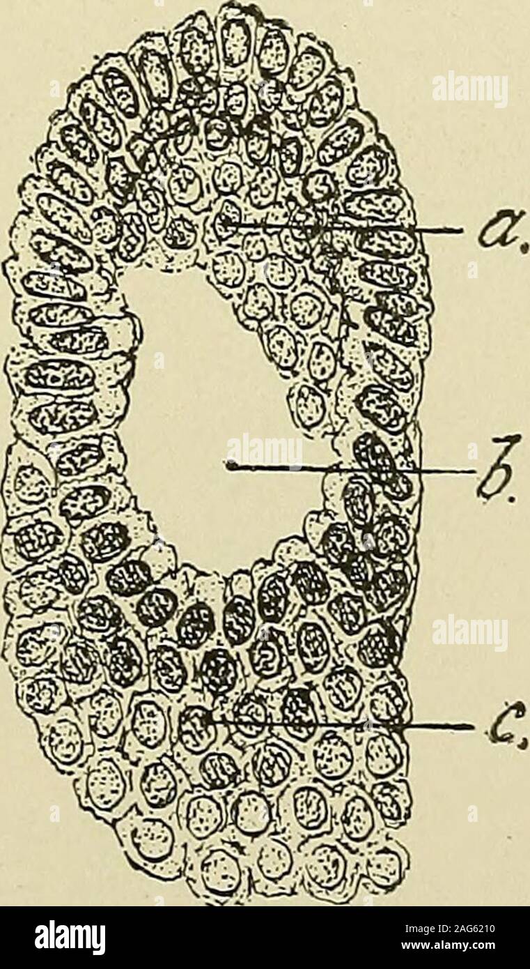 . Gynecological pathology; a manual of microscopic technique and ...