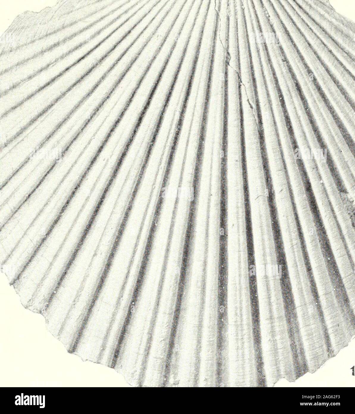 Patinopecten hi-res stock photography and images - Alamy