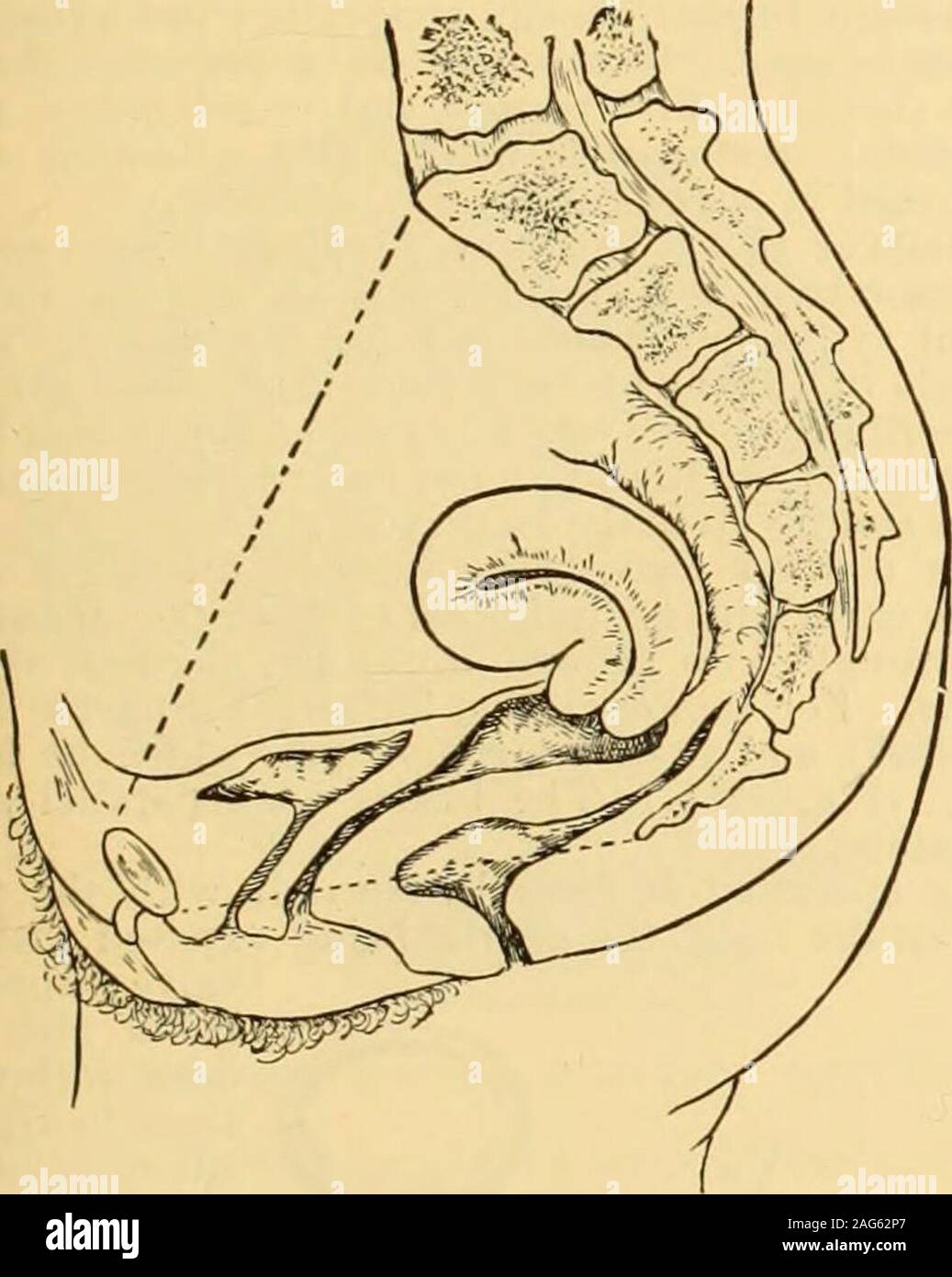 . A Reference handbook of the medical sciences : embracing the entire ...