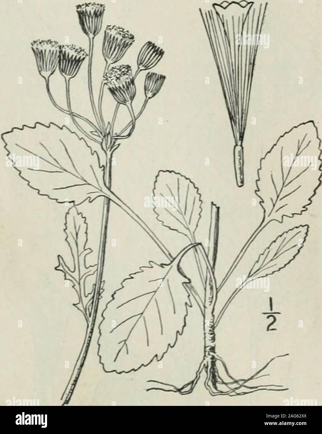 Squaw weed hi-res stock photography and images - Alamy